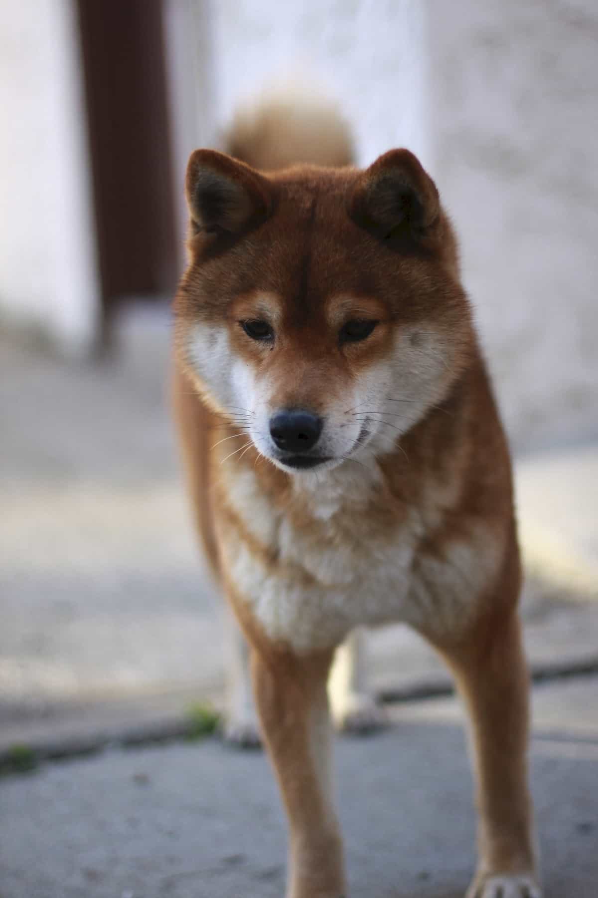 5 Facts about Milk Bone Brushing Chews #ChewsWisely - A Sparkle of Genius