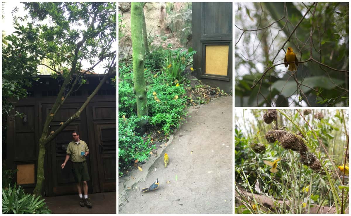 Disney's Animal Kingdom Backstage Tales Tour