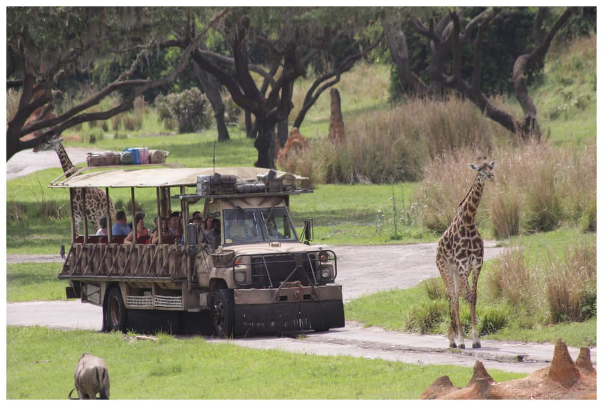 Disney Animal Kingdom's Wild Africa Trek - A Sparkle of Genius