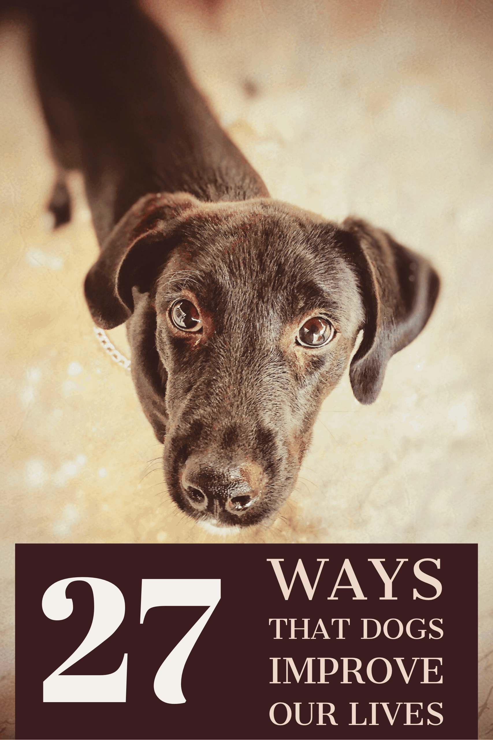 27 WAYS THAT DOGS IMPROVE OUR LIVES