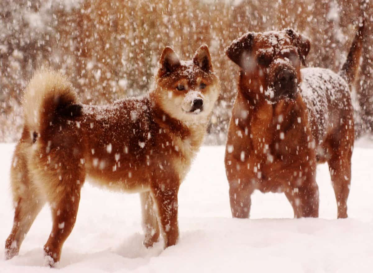 27 WAYS THAT DOGS IMPROVE OUR LIVES