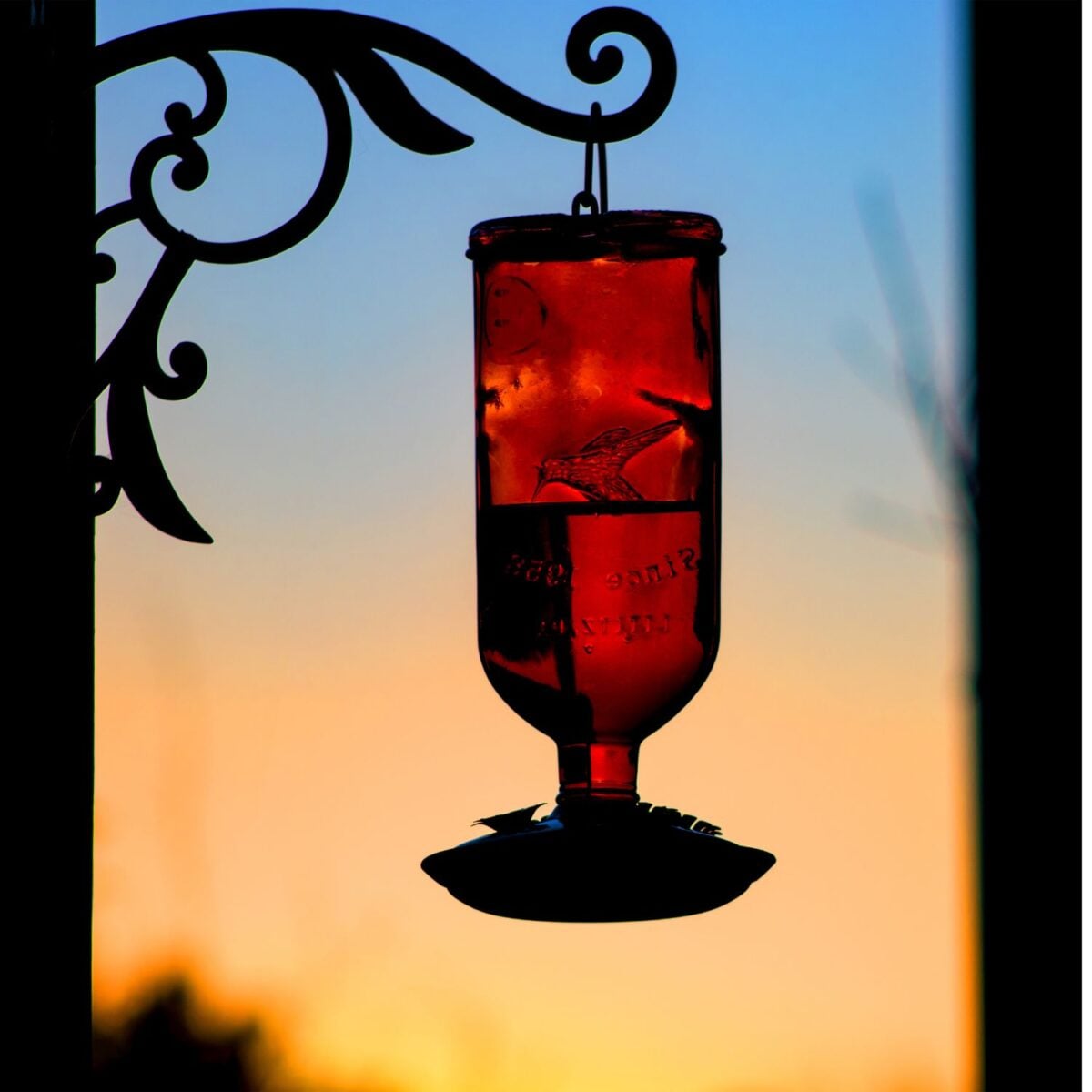 Printable Hummingbird Nectar Recipe (Best Tips) - A Sparkle of Genius
