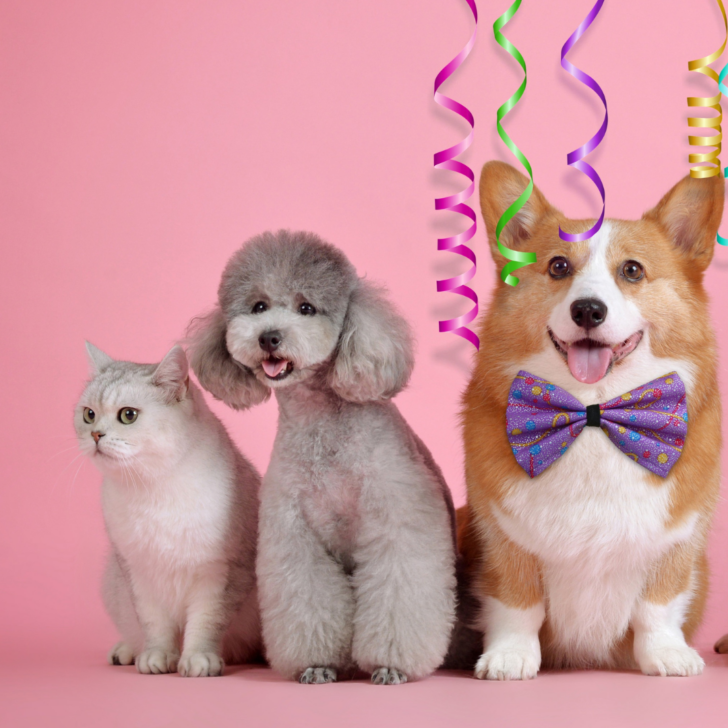 10 reasons why dogs are smarter than cats - A Sparkle of Genius