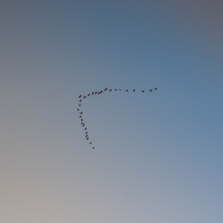 Why do birds fly in a V formation? - A Sparkle of Genius