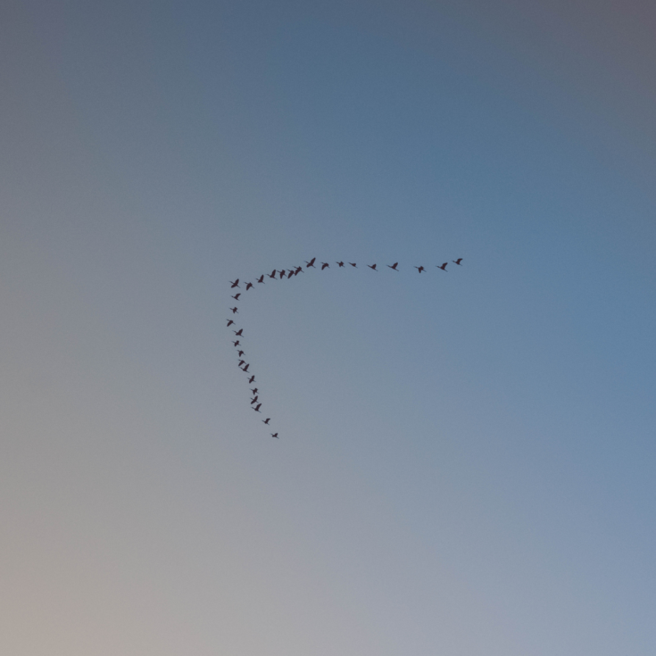 Why do birds fly in a V formation? - A Sparkle of Genius