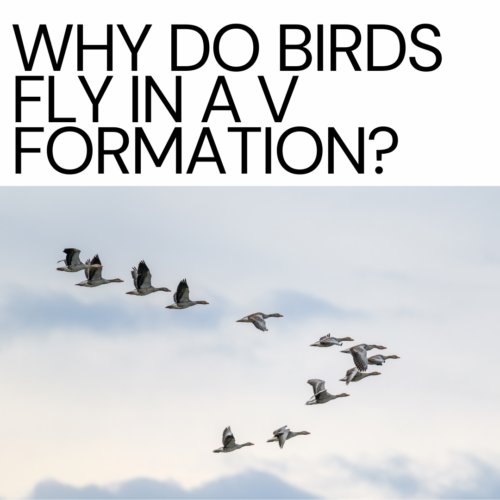 Why do birds fly in a V formation? - A Sparkle of Genius