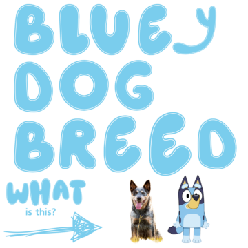 Bluey Dog Breed: What kind of dog is Bluey in real life? - A Sparkle of ...