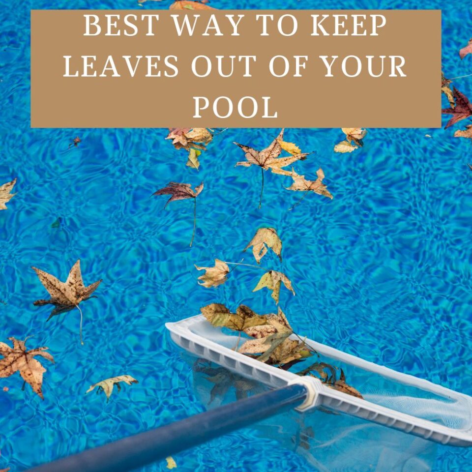 Best Way to Keep Leaves Out of Your Pool - A Sparkle of Genius