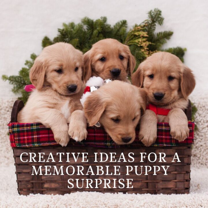 The Best Way to Surprise Someone with a Puppy - A Sparkle of Genius