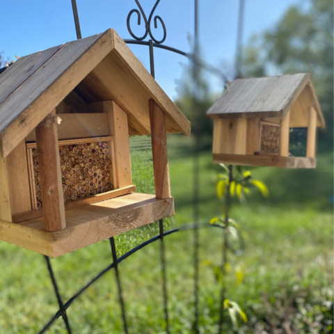 Affordable Bee House with Bees: Kit & Steps to Start - A Sparkle of Genius